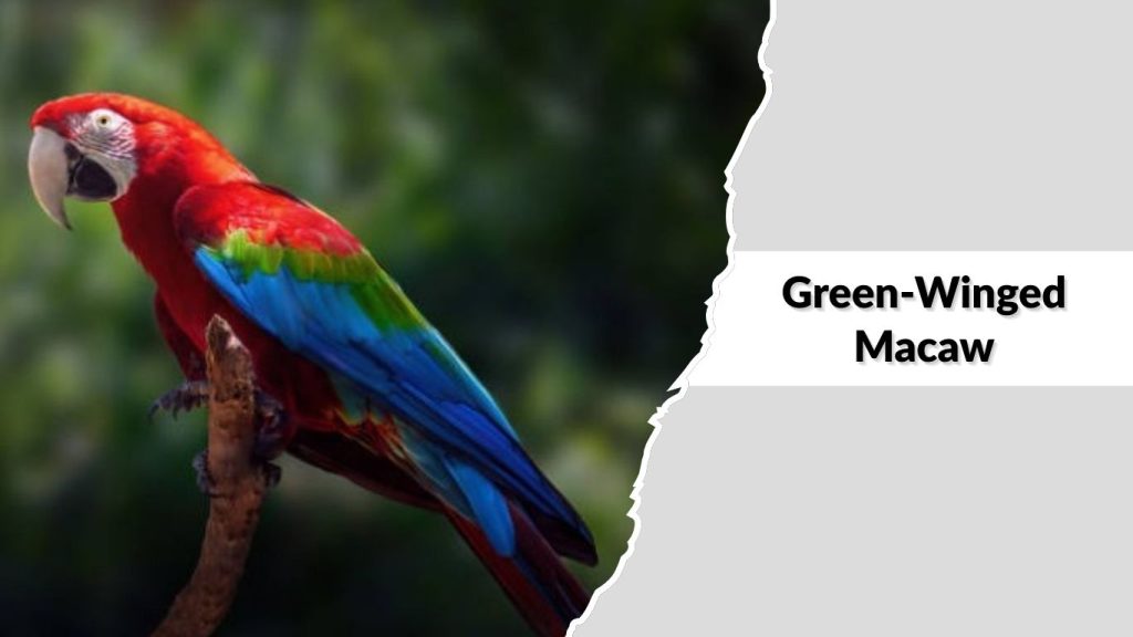 21 Types of Macaw Birds: Species Identification with Pictures