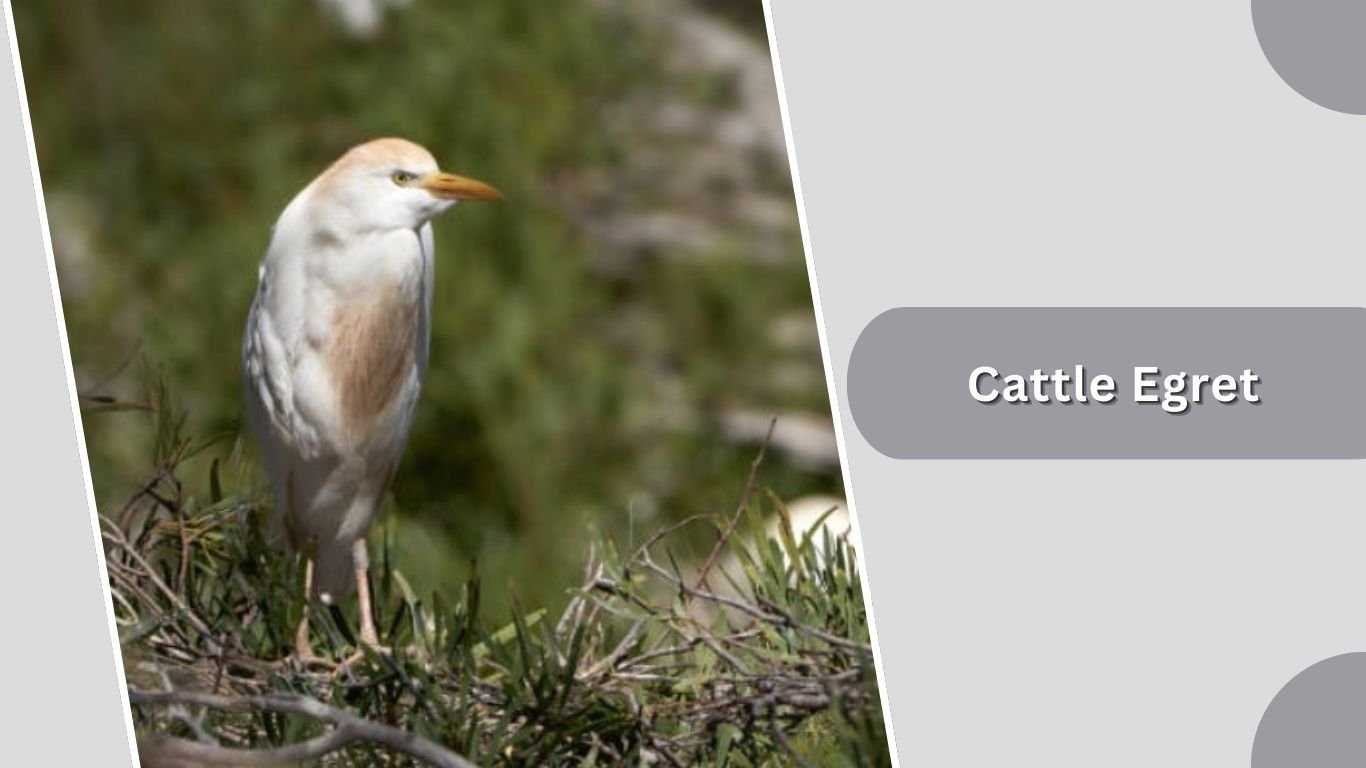 8 Types of Egret: Different Species Identification with Pictures
