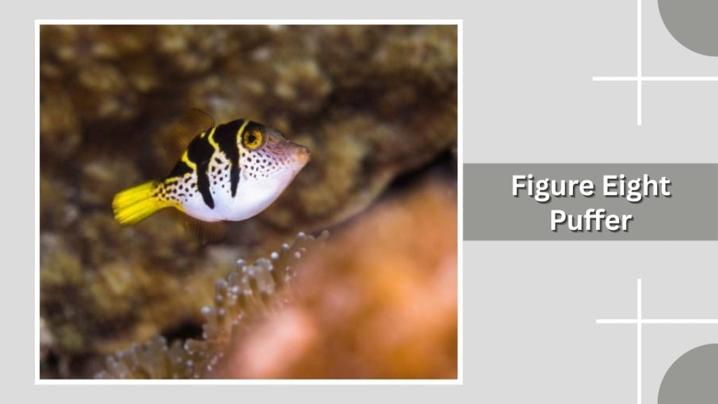 21 Common Types of Pufferfish: Different Species Identification with ...