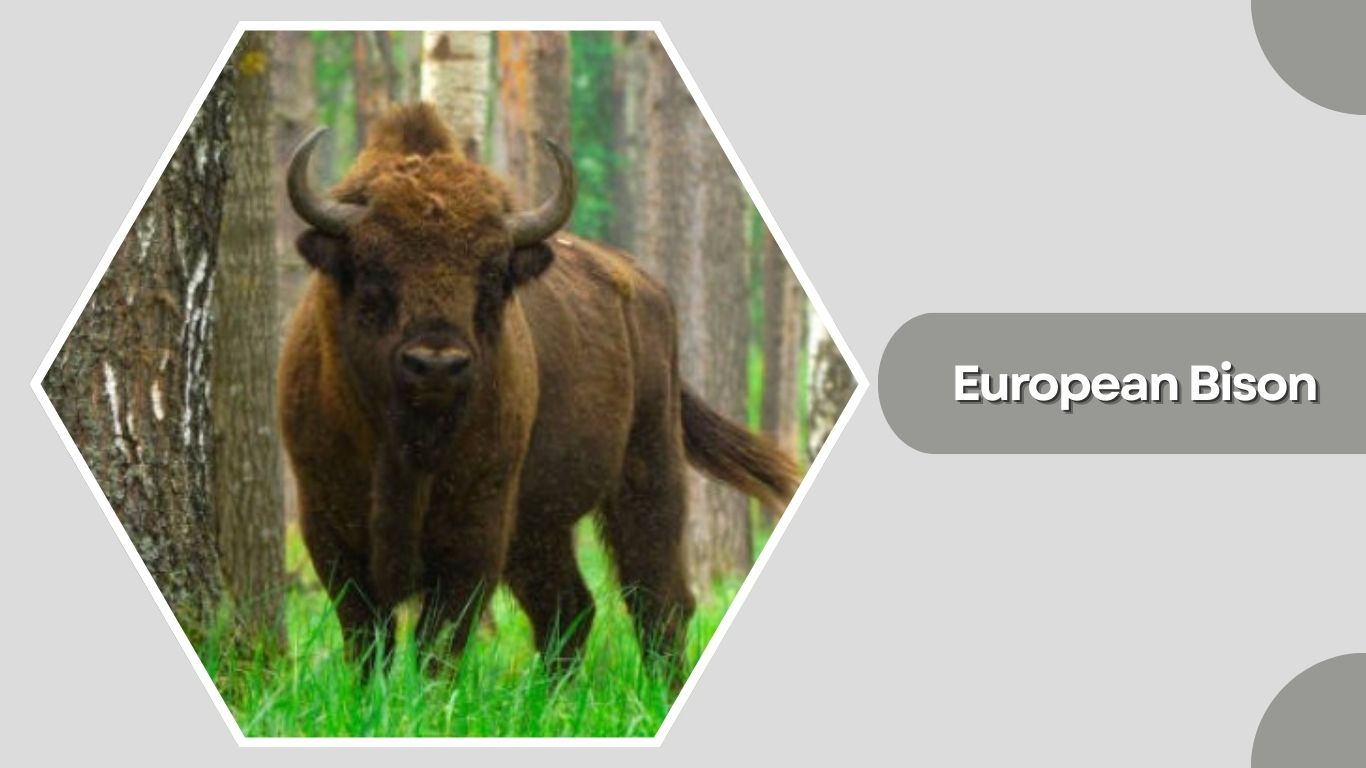 6 Types of Bison Around the World: Identification with Name