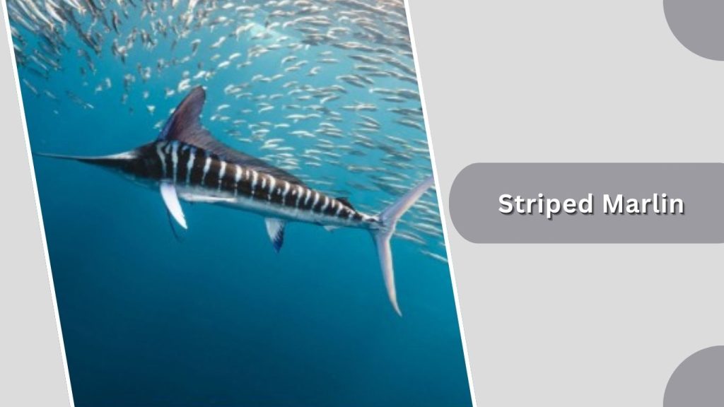 10 Types of Marlin Fish: Identification with Picture