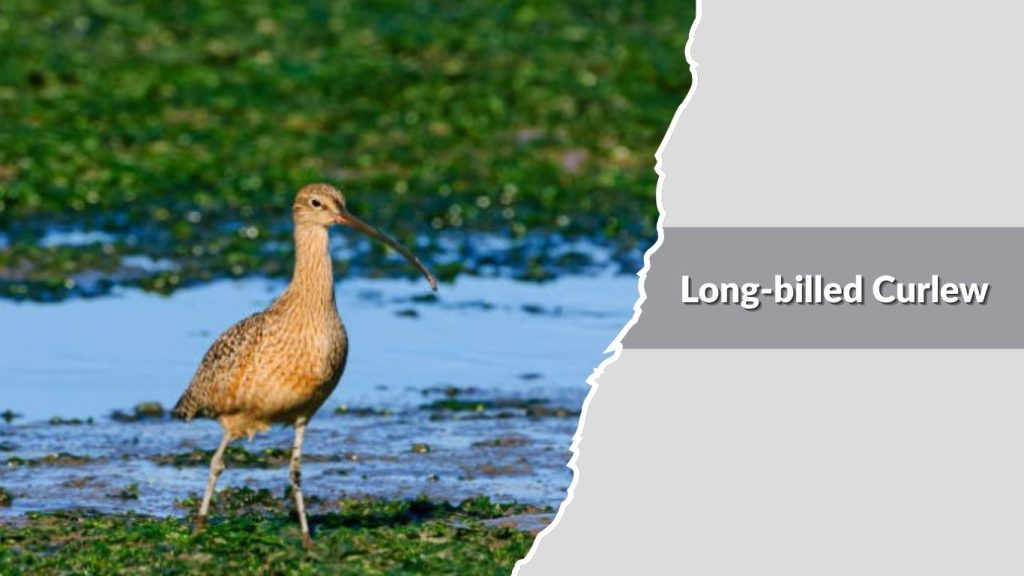 15 Types of Medium-Sized Brown Bird with Long Beak: Id with Picture