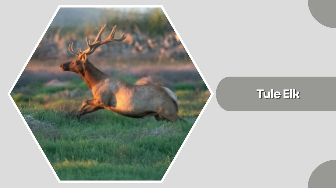 11 Common Types of Elk: Habitat, Diet, Lifecycle and Images