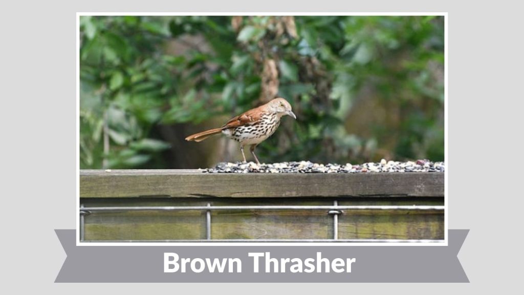 10 Brown Bird with Red Head : Identification with Pictures