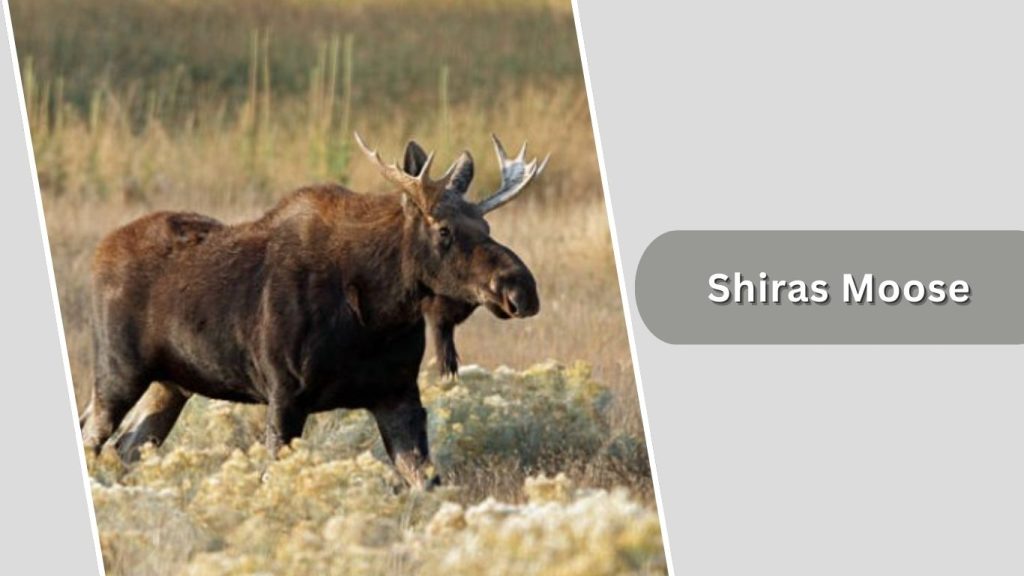 8 Types of Moose: Species, Identification, and Natural Range