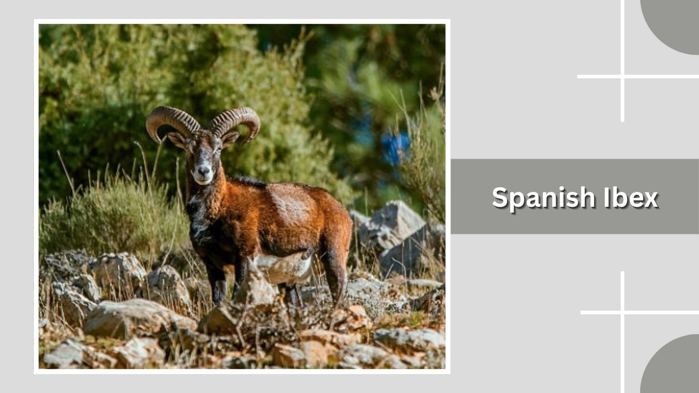 12 Types of Ibex: Different Species Identification With Pictures
