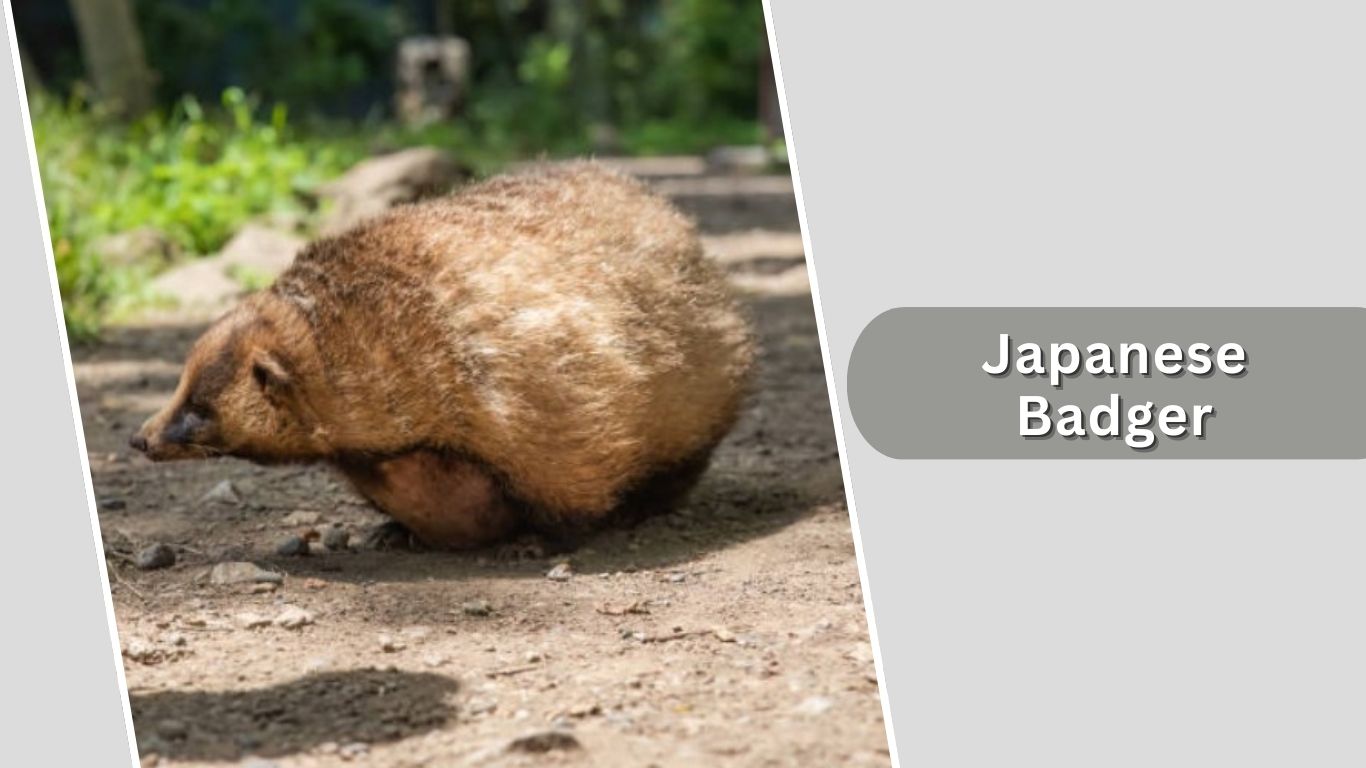 15 Types of Badgers Animals: Identification with Picture