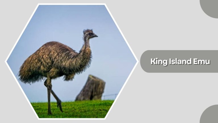 12 Common Types of Emu Bird: Identification with Pictures