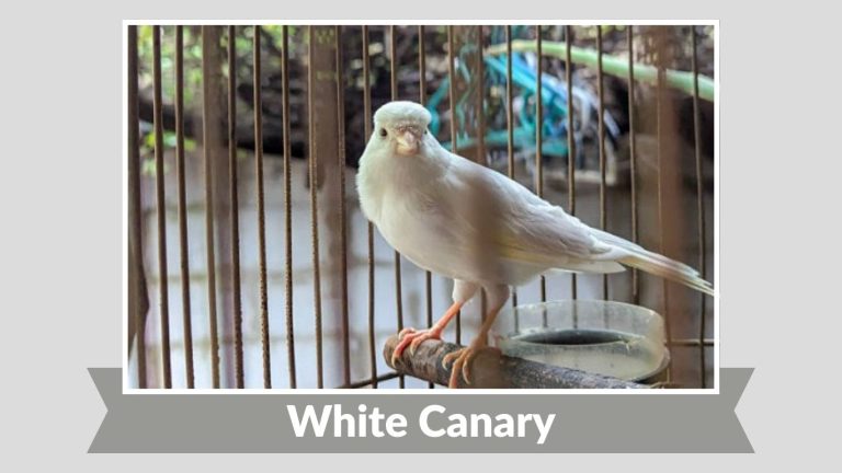 32 Types of Canary Birds: Species Identification with Pictures
