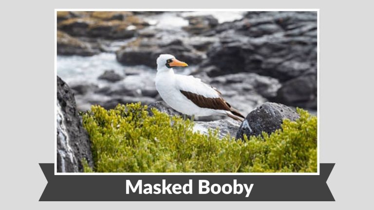 7 Types of Gannet Birds: Identification with Picture