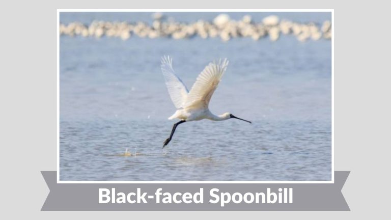 6 Types of Spoonbill: Identification with Picture
