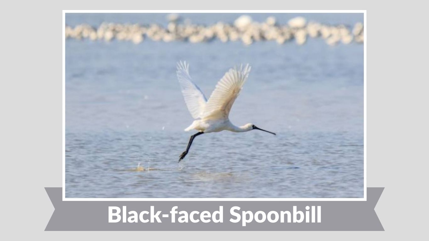 6 Types of Spoonbill: Identification with Picture