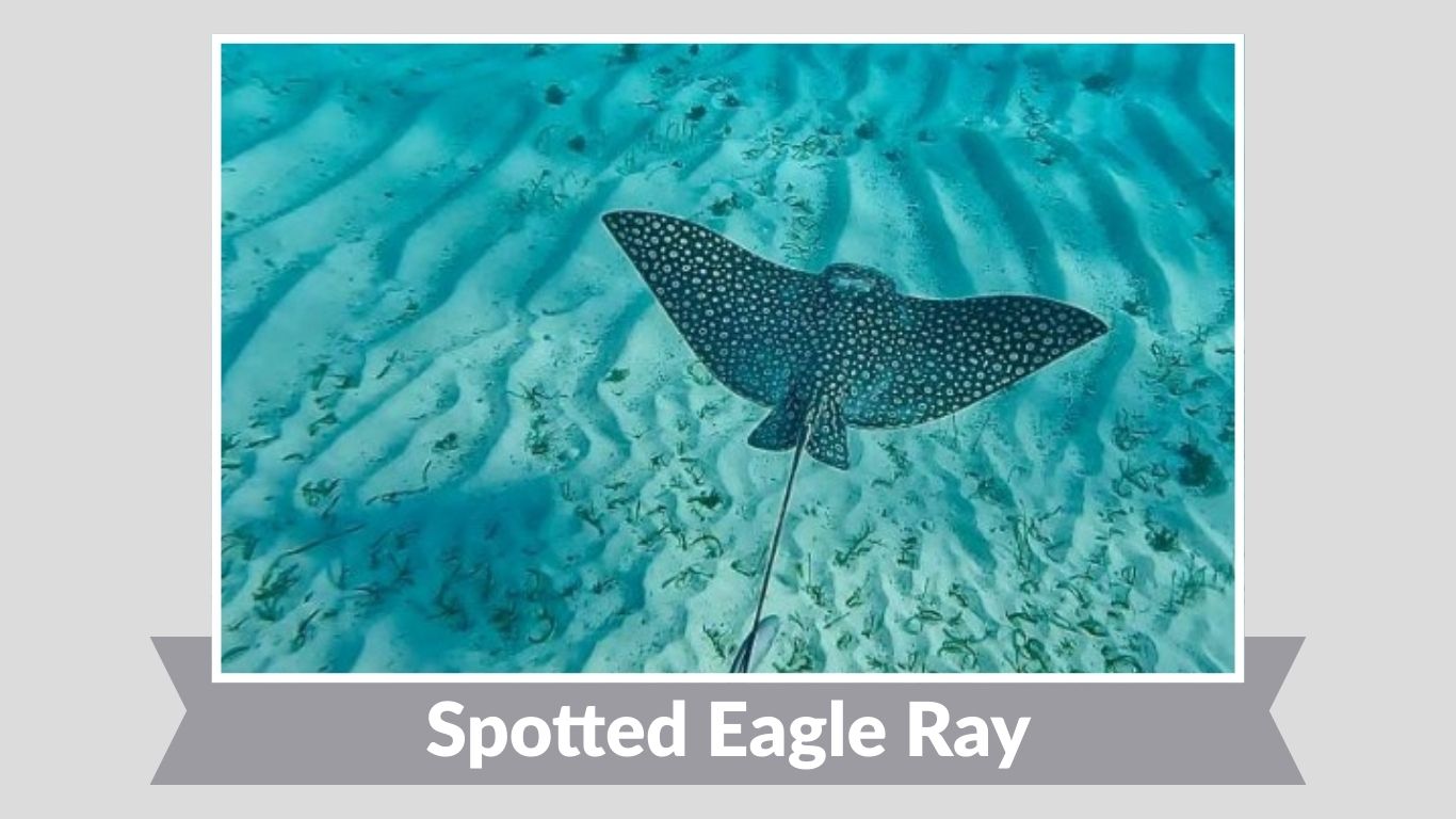 25 Types of Stingray Fish: Identification with Picture