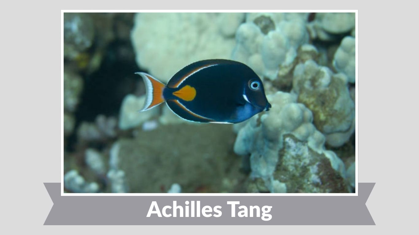 15 Types of Surgeonfish: Identification with Picture
