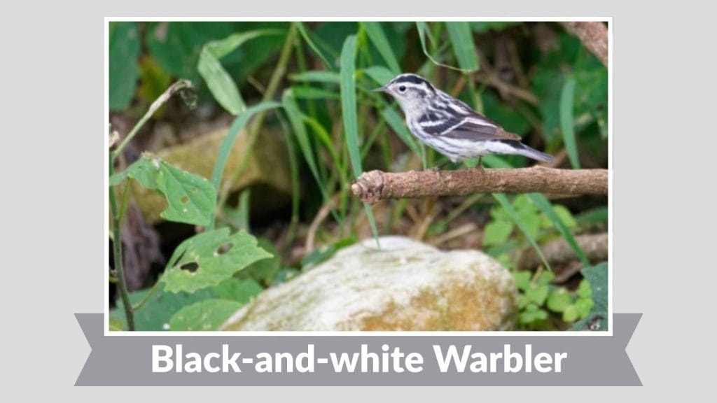 15 Small Black Bird with White Belly: Identification With Pictures