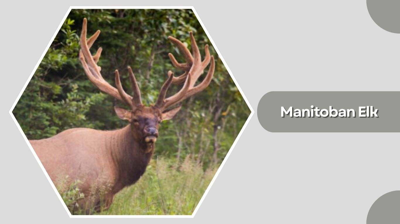 11 Common Types of Elk: Habitat, Diet, Lifecycle and Images