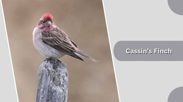 13 Small Bird with Red Head: Species Identification With Pictures