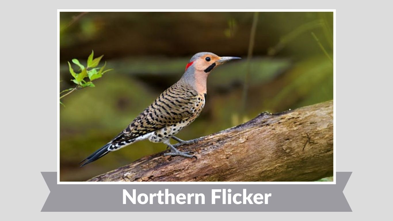 10 Brown Bird with Red Head : Identification with Pictures