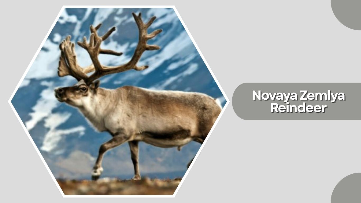 15 Types of Reindeer From Arctic Tundra to Forest Lands