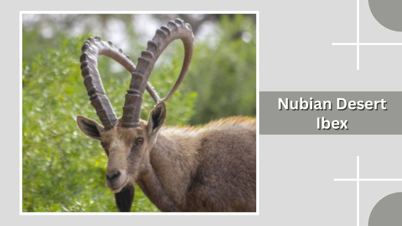 12 Types of Ibex: Different Species Identification With Pictures