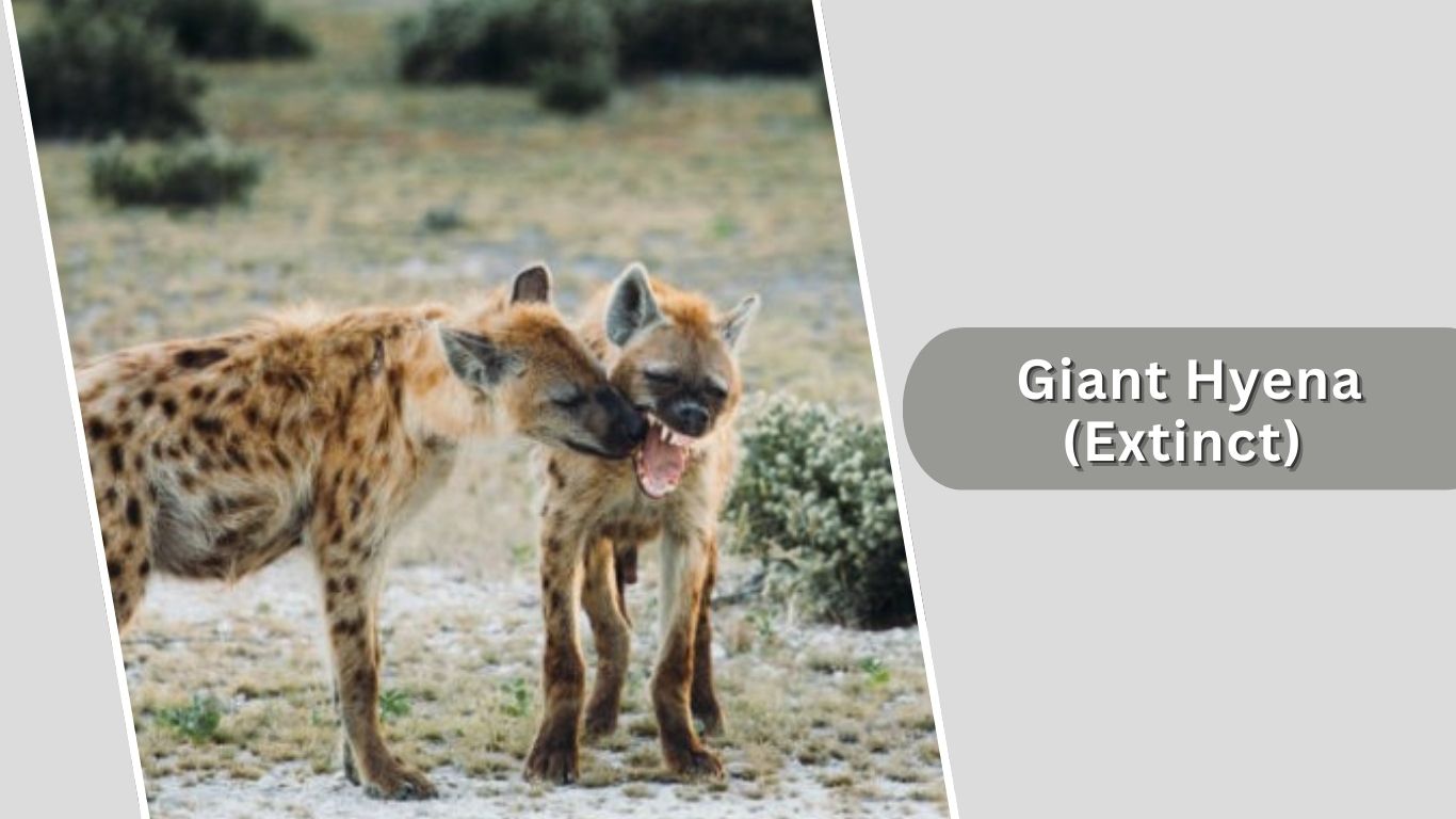 10 Types of Hyena: Species Identification with Pictures