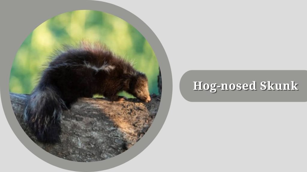 15 Types of Skunk: Species Identification with Pictures