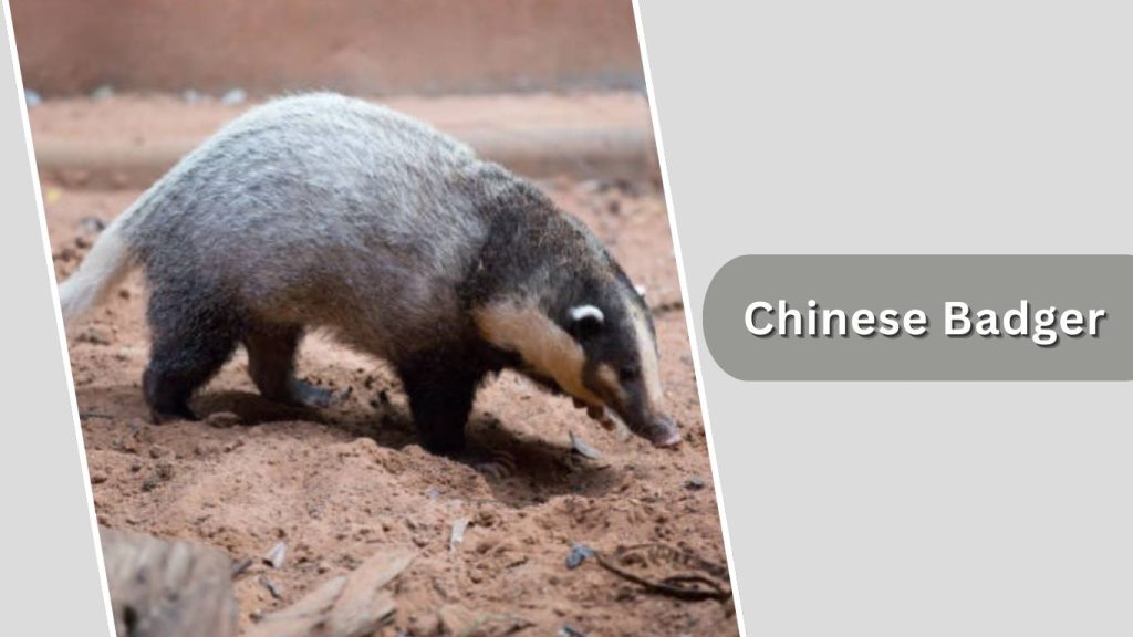 15 Types of Badgers Animals: Identification with Picture