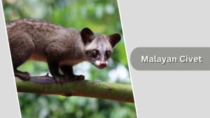 18 Types of Civet Animals: Species Identification with Pictures
