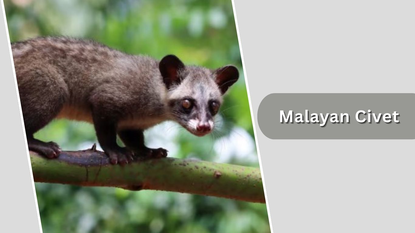 18 Types of Civet Animals: Species Identification with Pictures