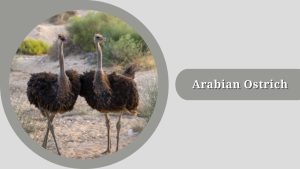 21 Common Types of Ostriches: Habitat, Diet, Identification with Pictures