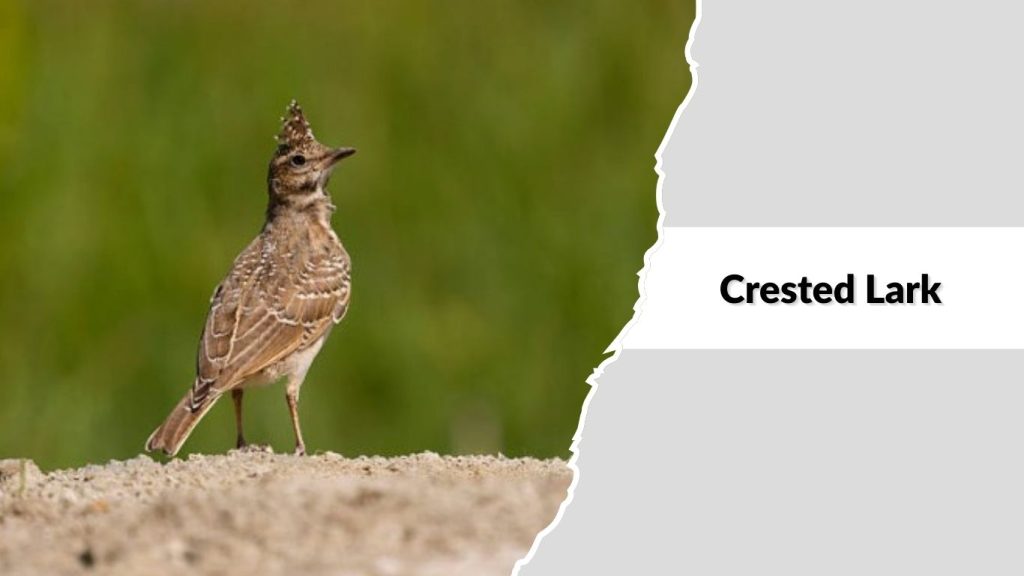 8 Types of Skylark: Different Species Identification
