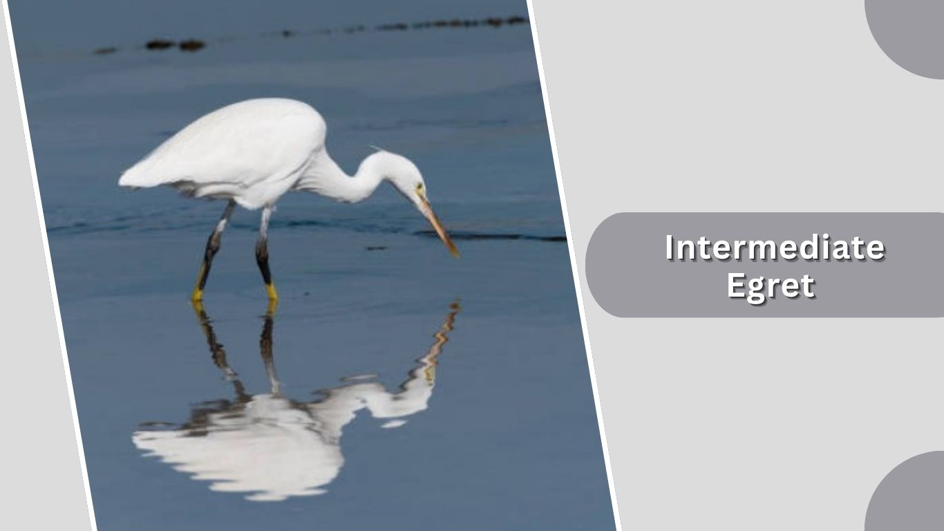 8 Types of Egret: Different Species Identification with Pictures