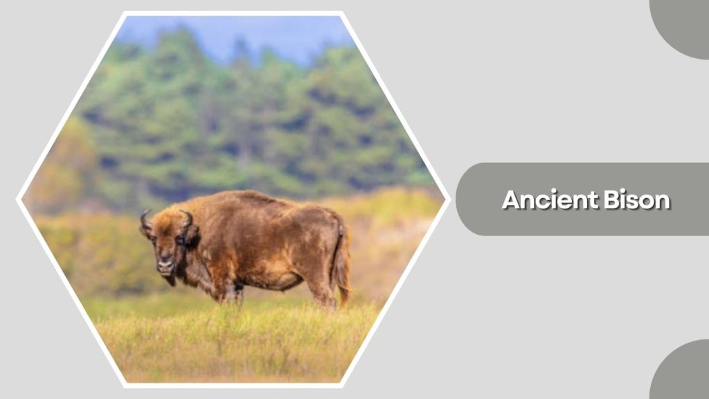 6 Types of Bison Around the World: Identification with Name