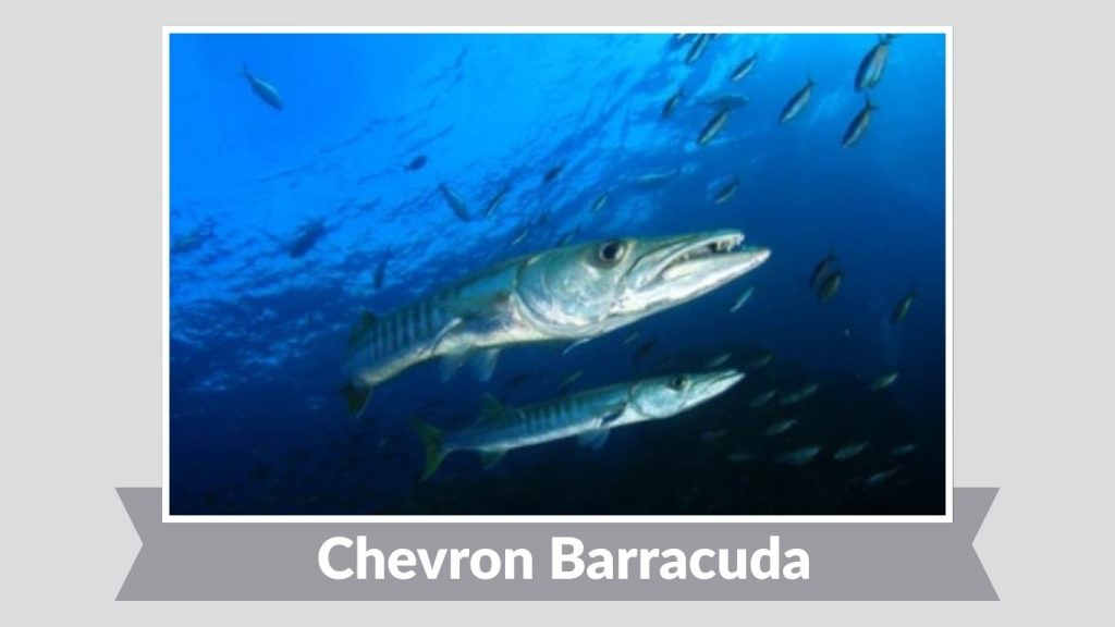 15 Types of Barracuda Fish: Identification with Picture