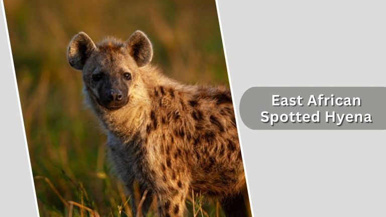 10 Types of Hyena: Species Identification with Pictures