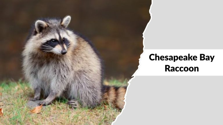 14 Types of Raccoons: Species Identification with Pictures