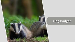 15 Types of Badgers Animals: Identification with Picture