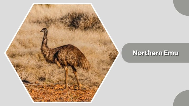 12 Common Types of Emu Bird: Identification with Pictures