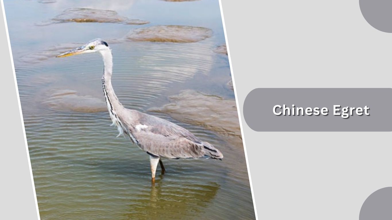 8 Types of Egret: Different Species Identification with Pictures
