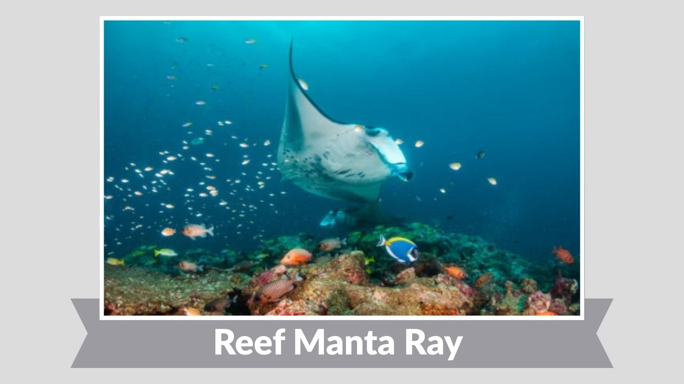 25 Types of Stingray Fish: Identification with Picture