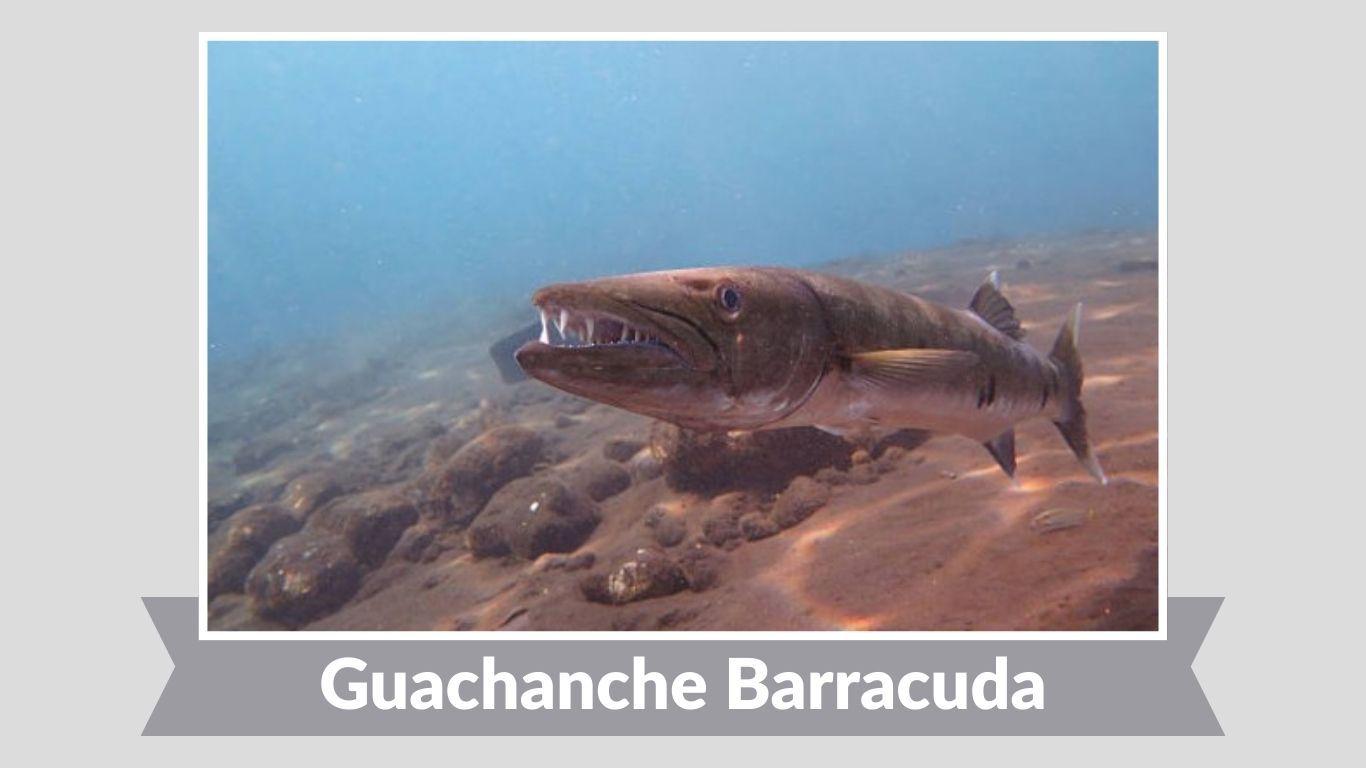 15 Types of Barracuda Fish: Identification with Picture