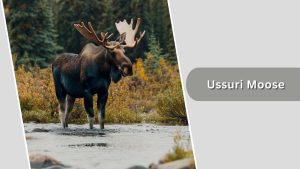 8 Types of Moose: Species, Identification, and Natural Range