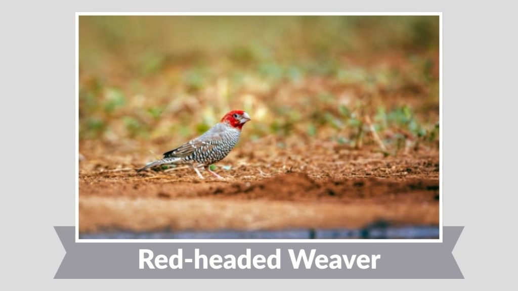 10 Brown Bird with Red Head : Identification with Pictures