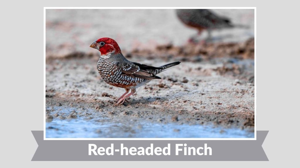 12 Types of Small Brown Bird with Red Head: ID with Picture