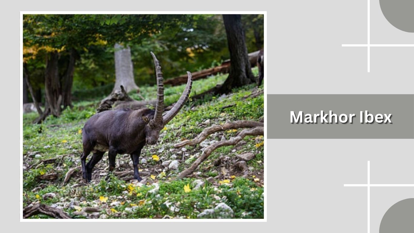 12 Types of Ibex: Different Species Identification With Pictures