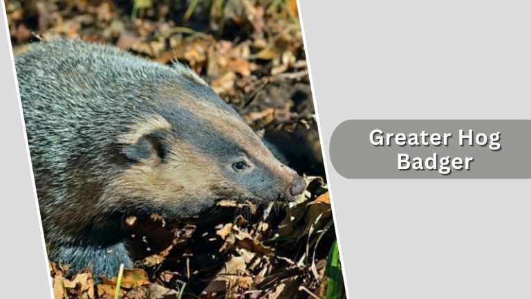 15 Types of Badgers Animals: Identification with Picture
