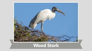 19 Common Types of Stork Birds: Species Identification with Pictures