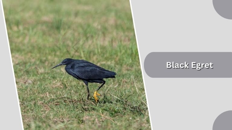 8 Types of Egret: Different Species Identification with Pictures
