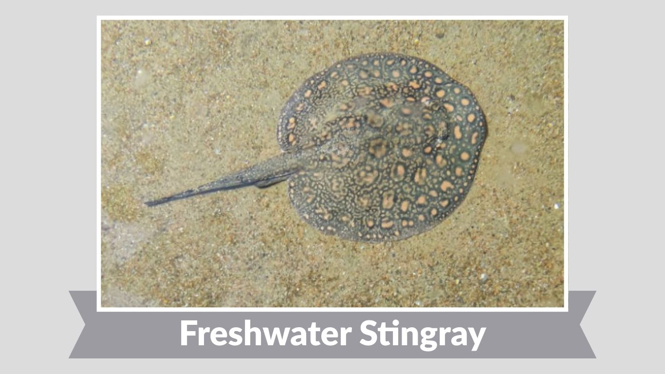 25 Types of Stingray Fish: Identification with Picture