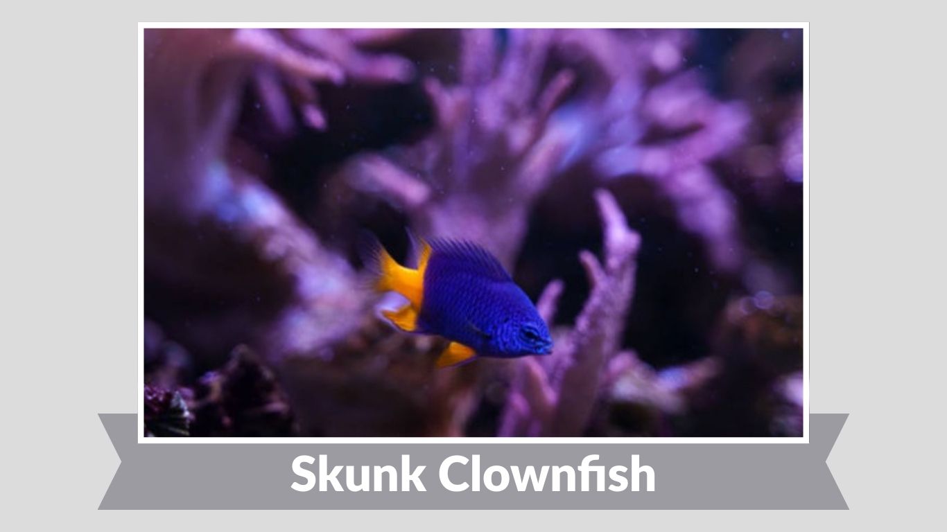 25 Common Types of Clownfish: Identification with Picture